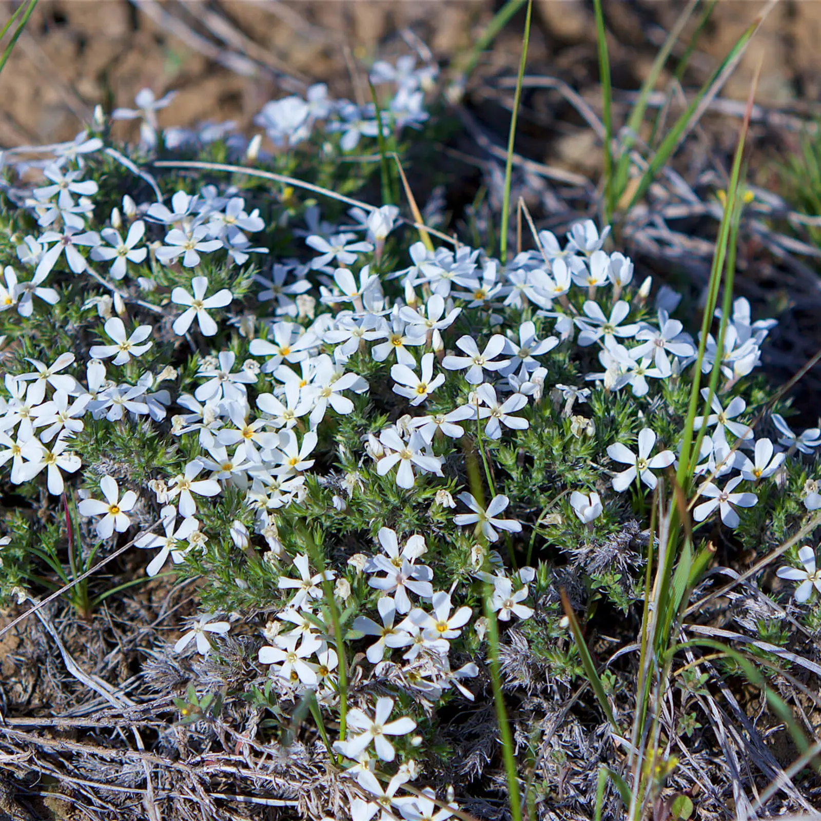 Naval Reactors Facility (NRF) | Idaho Advanced Energy Consortium